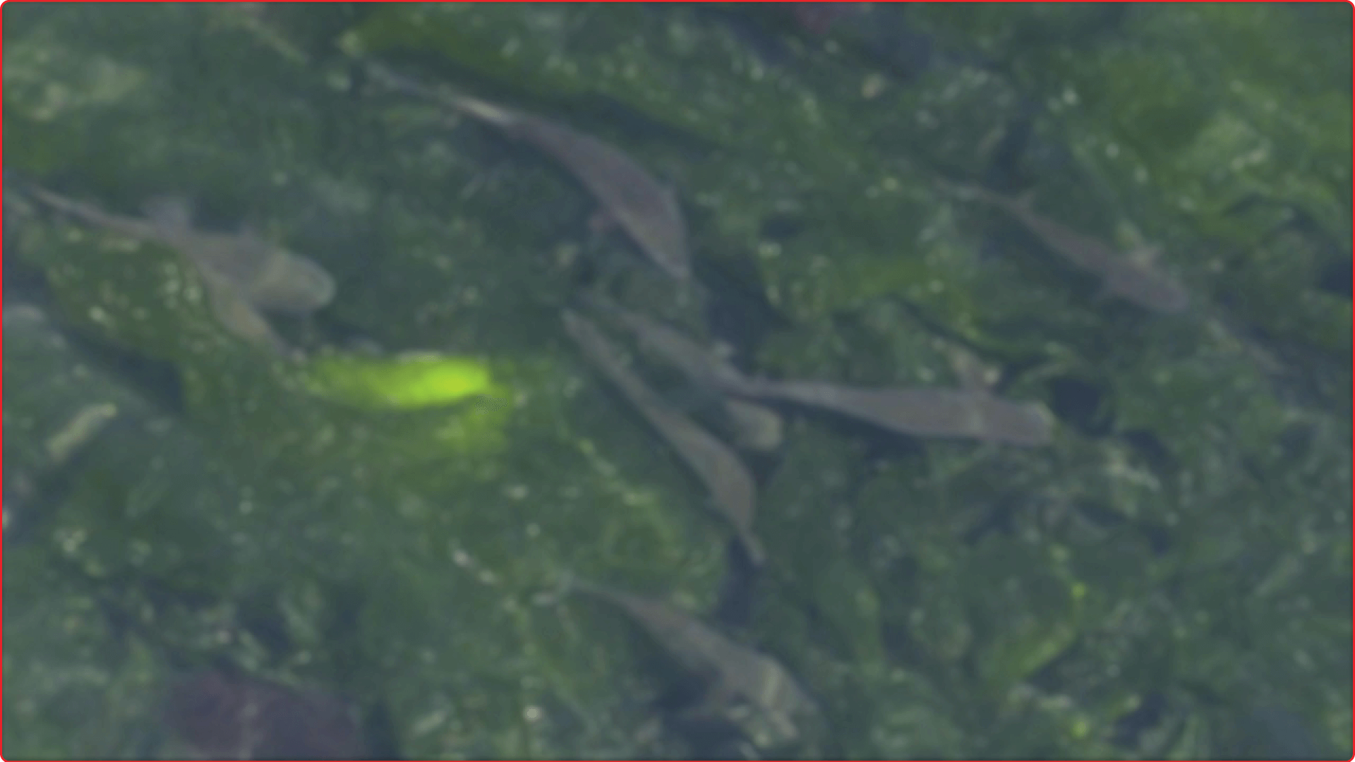 in water and Out of Focus - Journal - Metrograph